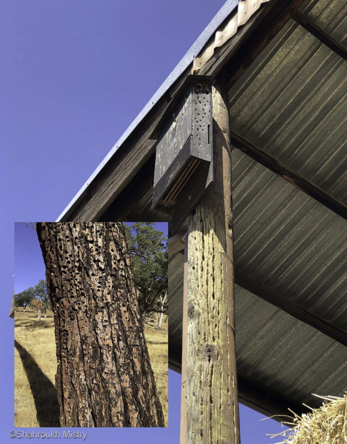 Battling the Heat: How Bats Adapt to Scorching Summers - Merlin Tuttle ...