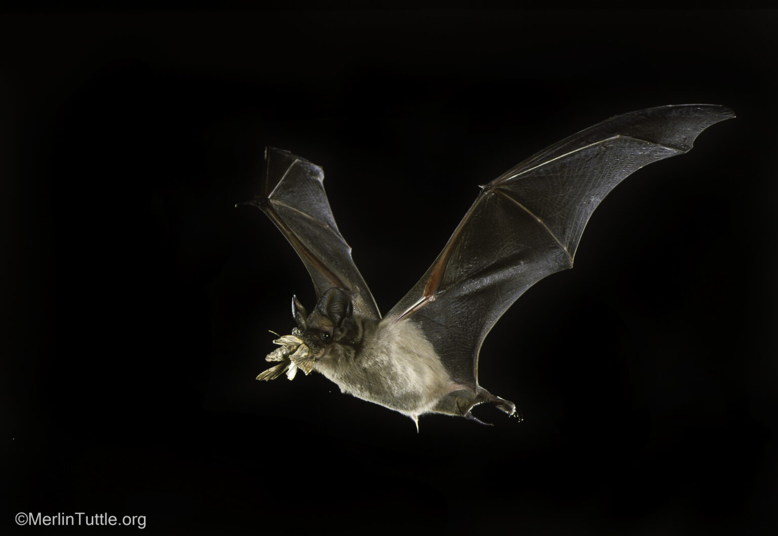 Congress Ave Bats Feed on a Diverse Buffet of Insects - Merlin Tuttle's ...