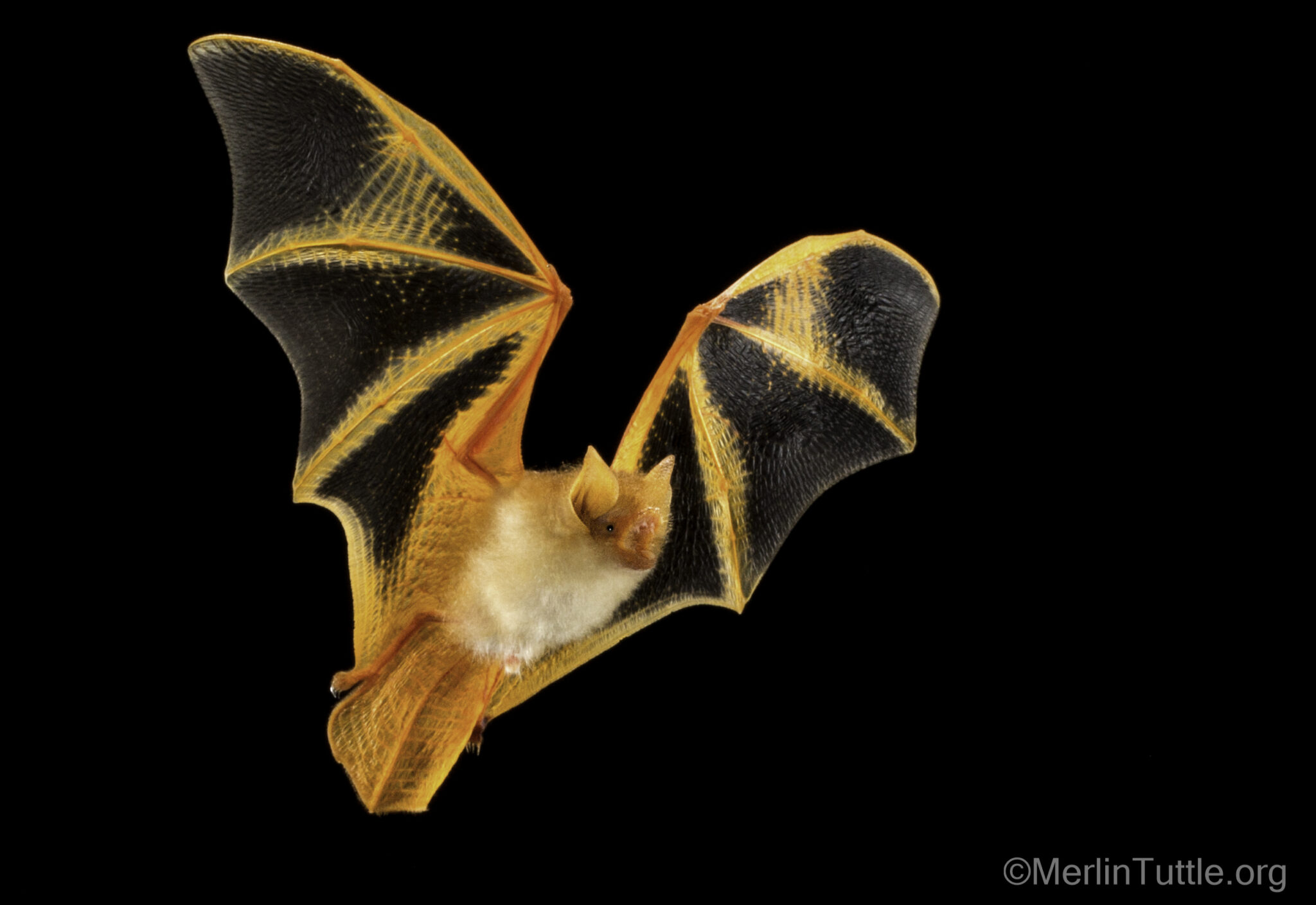 Join Us In Person! - Merlin Tuttle's Bat Conservation