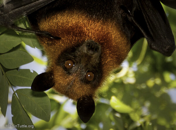 Exploring Thailand, Part 2: Flying Foxes Seek Sanctuary with Monks ...