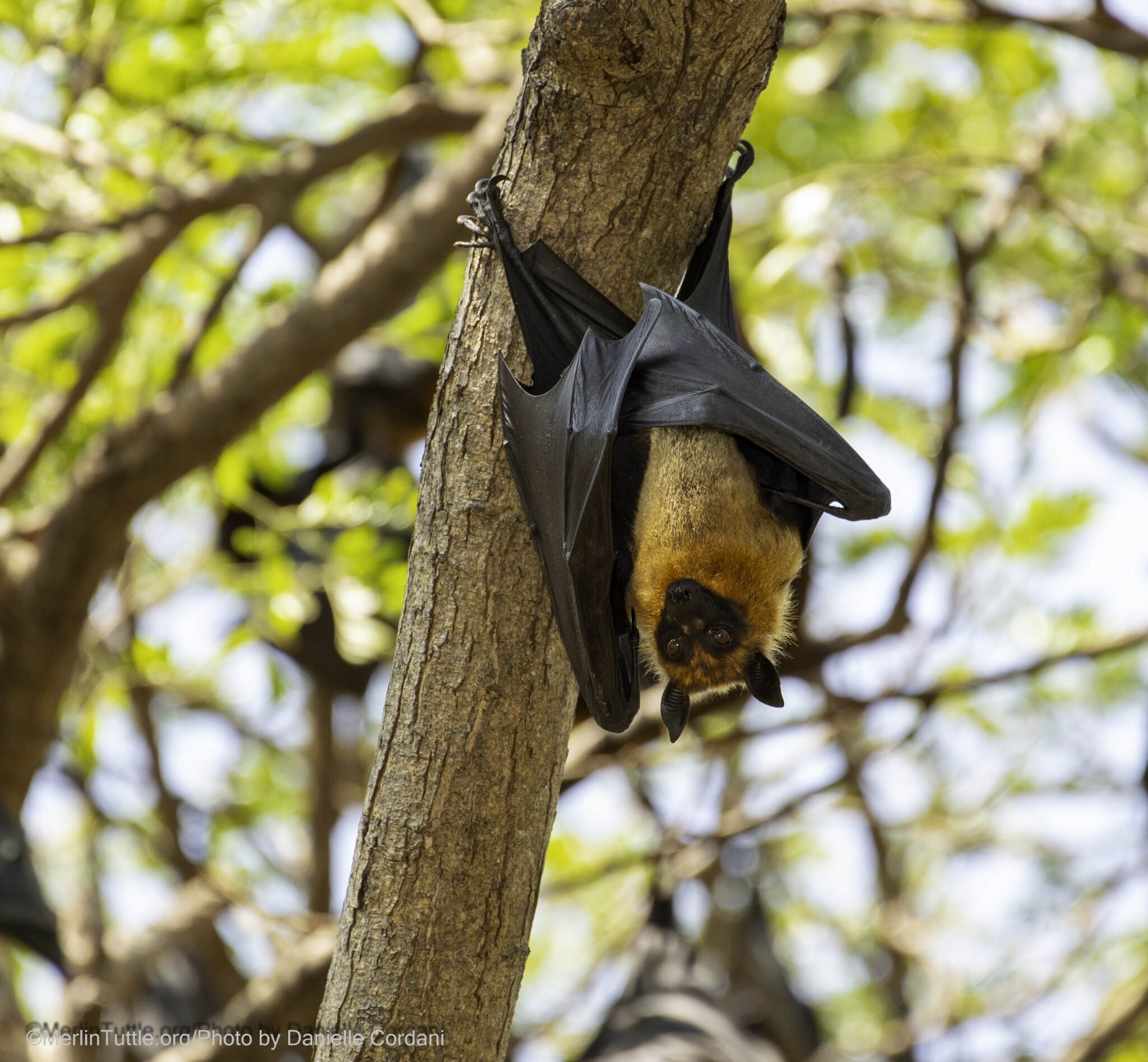 Exploring Thailand, Part 2: Flying Foxes Seek Sanctuary with Monks ...