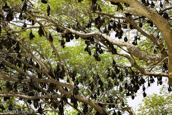 Exploring Thailand, Part 2: Flying Foxes Seek Sanctuary with Monks ...