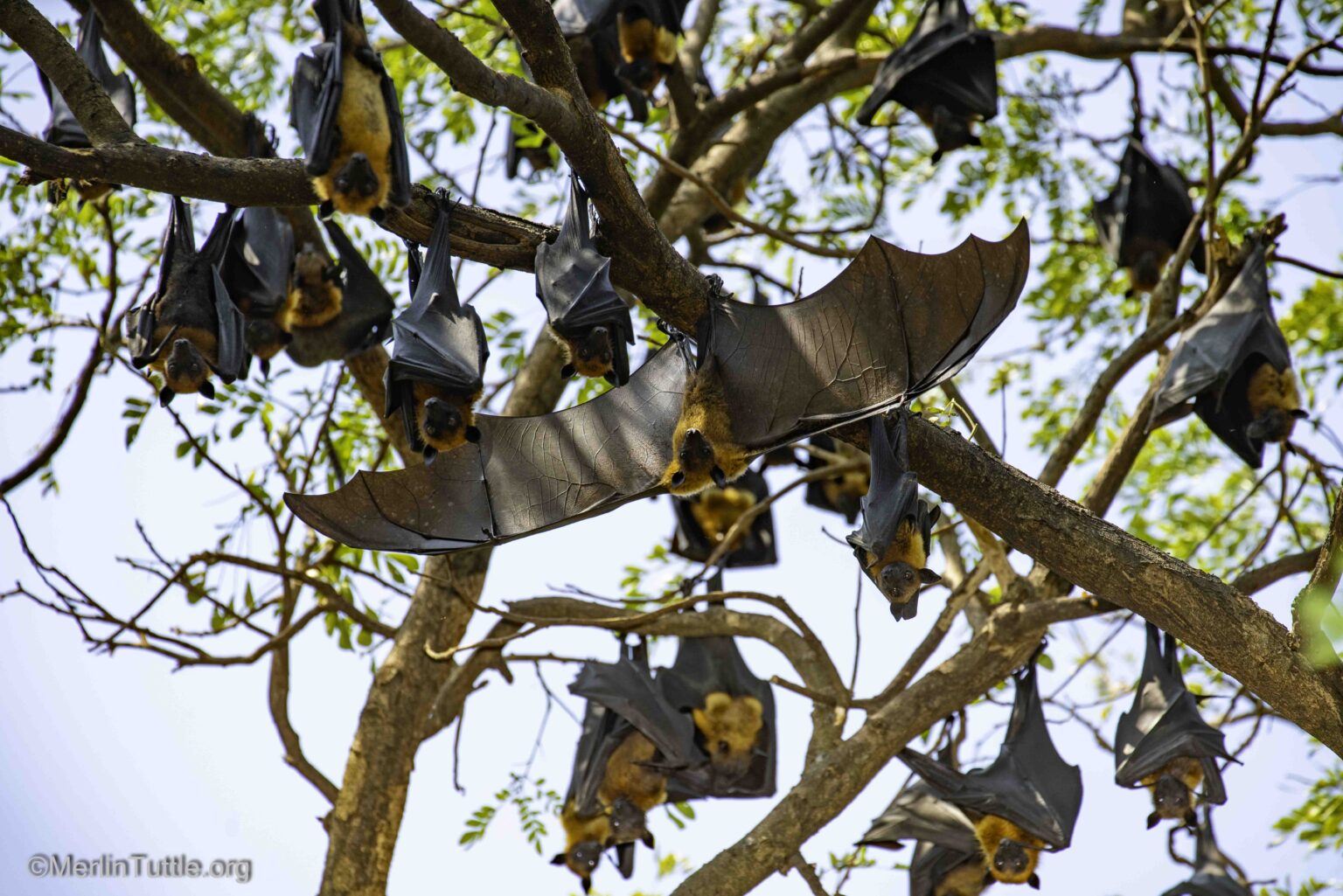 Exploring Thailand, Part 2: Flying Foxes Seek Sanctuary with Monks ...