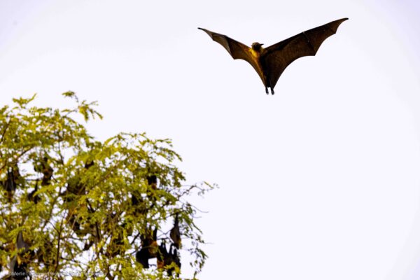 Exploring Thailand, Part 2: Flying Foxes Seek Sanctuary with Monks ...