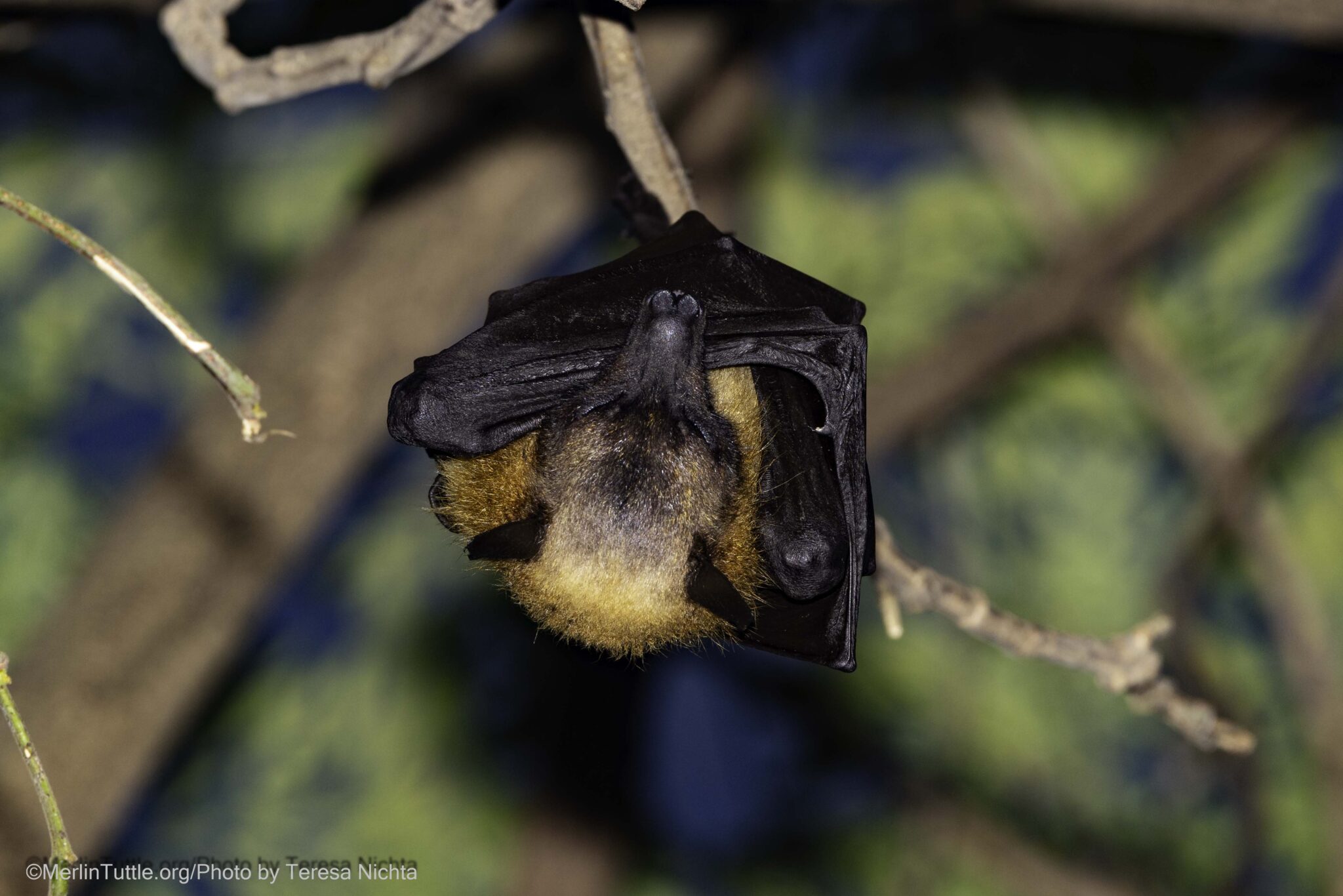 Exploring Thailand, Part 2: Flying Foxes Seek Sanctuary with Monks ...