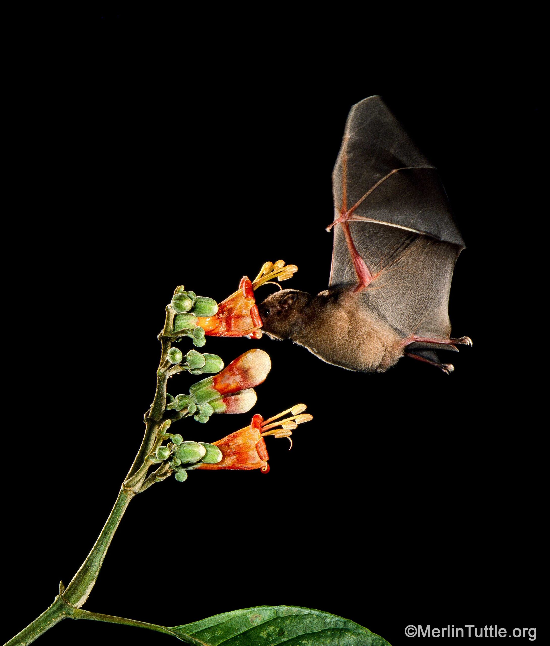Nature's Favorite Pollinators - Merlin Tuttle's Bat Conservation