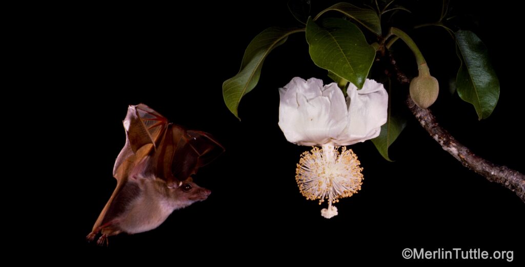 Nature's Favorite Pollinators - Merlin Tuttle's Bat Conservation