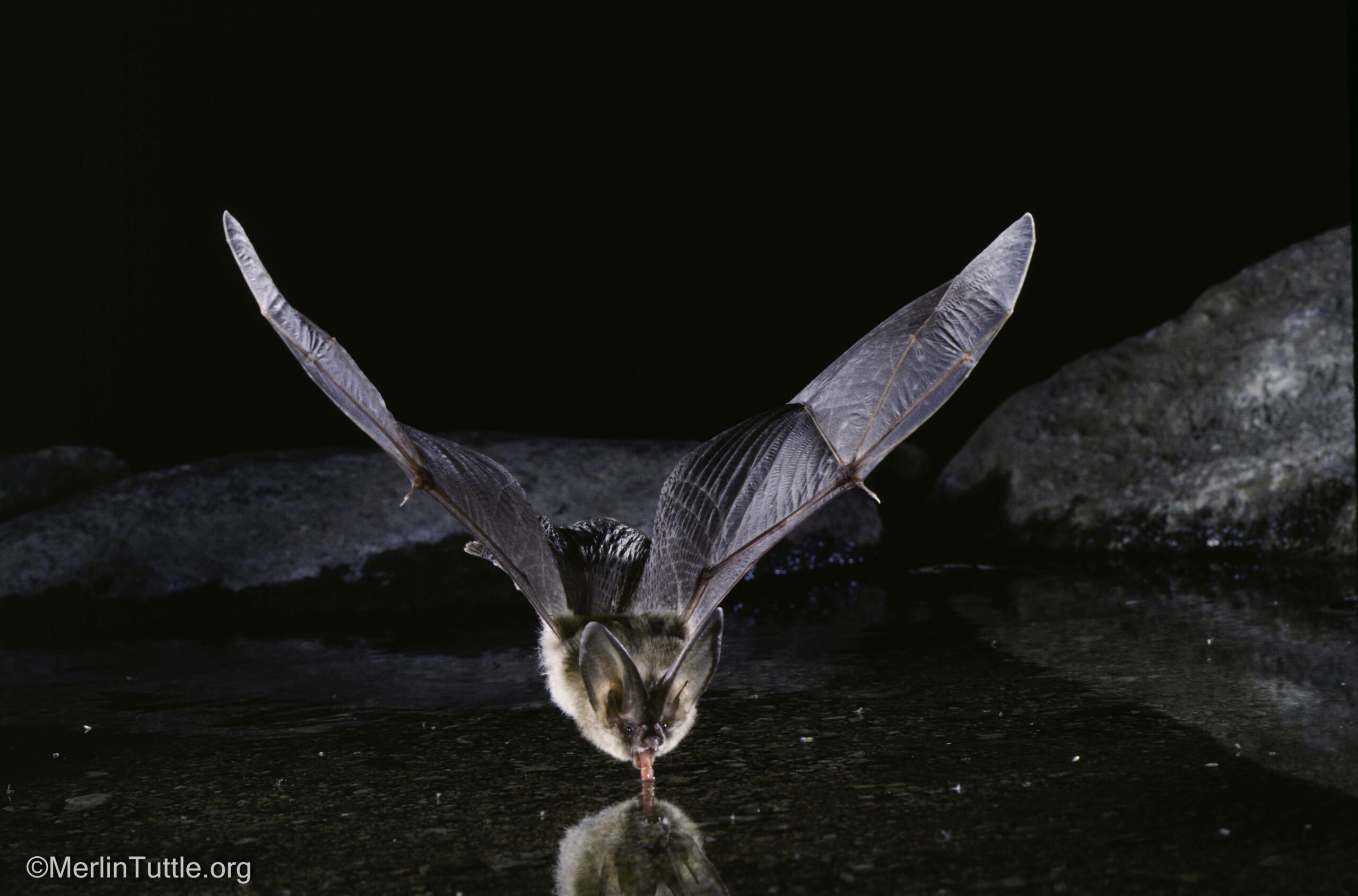 Thirsty Bat Facts with Dr. Rick Adams - Merlin Tuttle's Bat Conservation