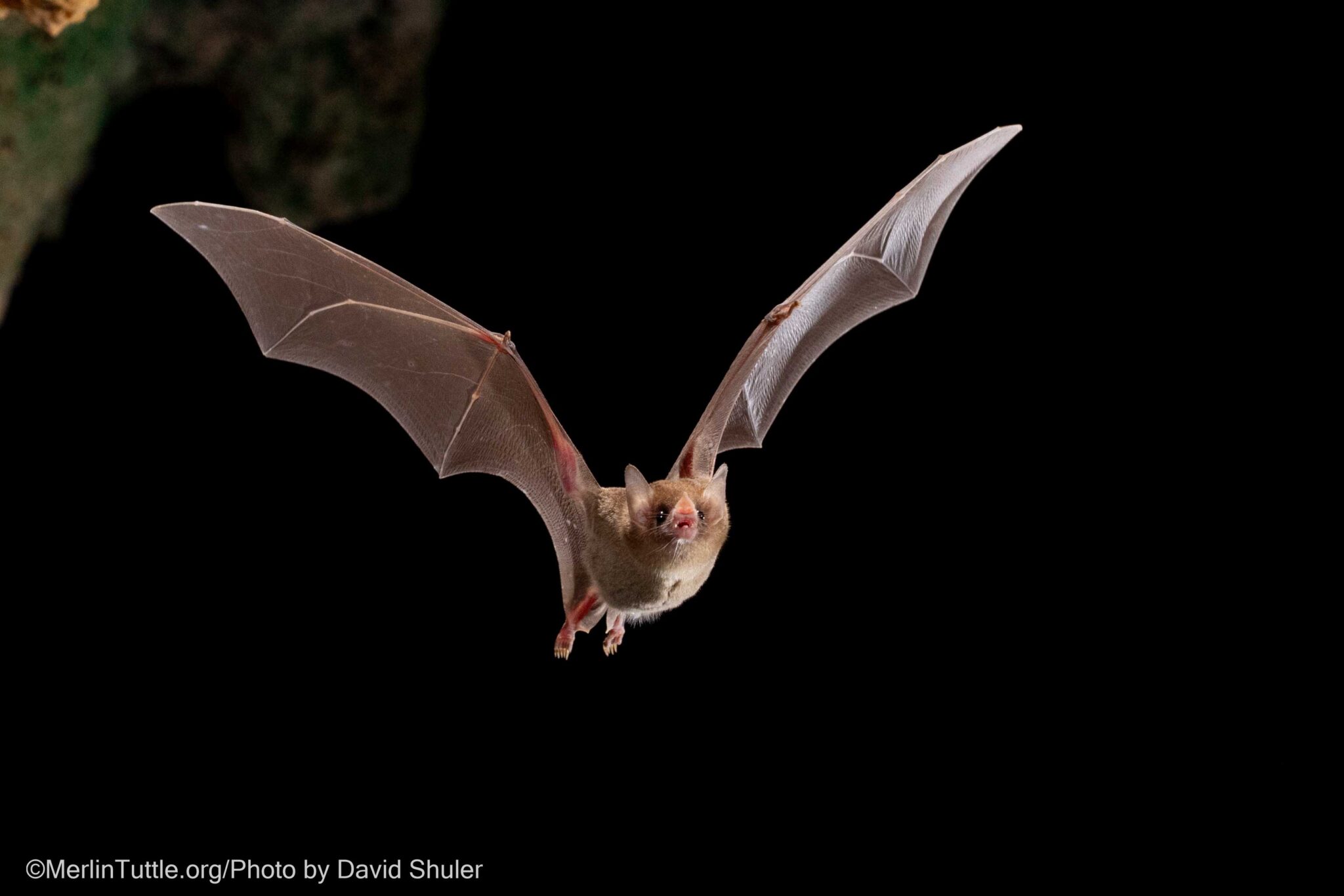 Cuba’s Bat Champions: Conservation Across Borders with Proyecto CUBABAT ...