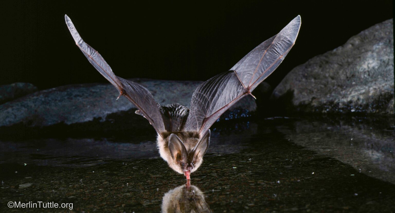 Thirsty Bat Facts With Dr Rick Adams Merlin Tuttle S Bat Conservation