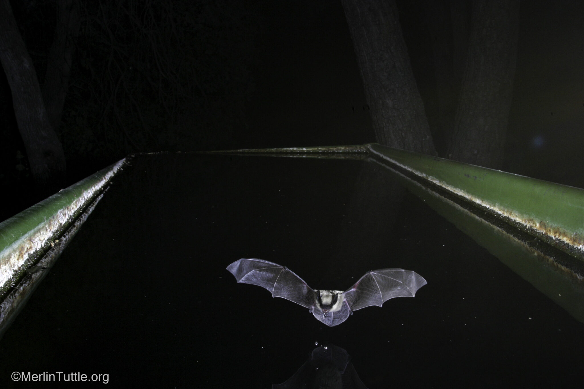 Thirsty Bat Facts with Dr. Rick Adams - Merlin Tuttle's Bat Conservation