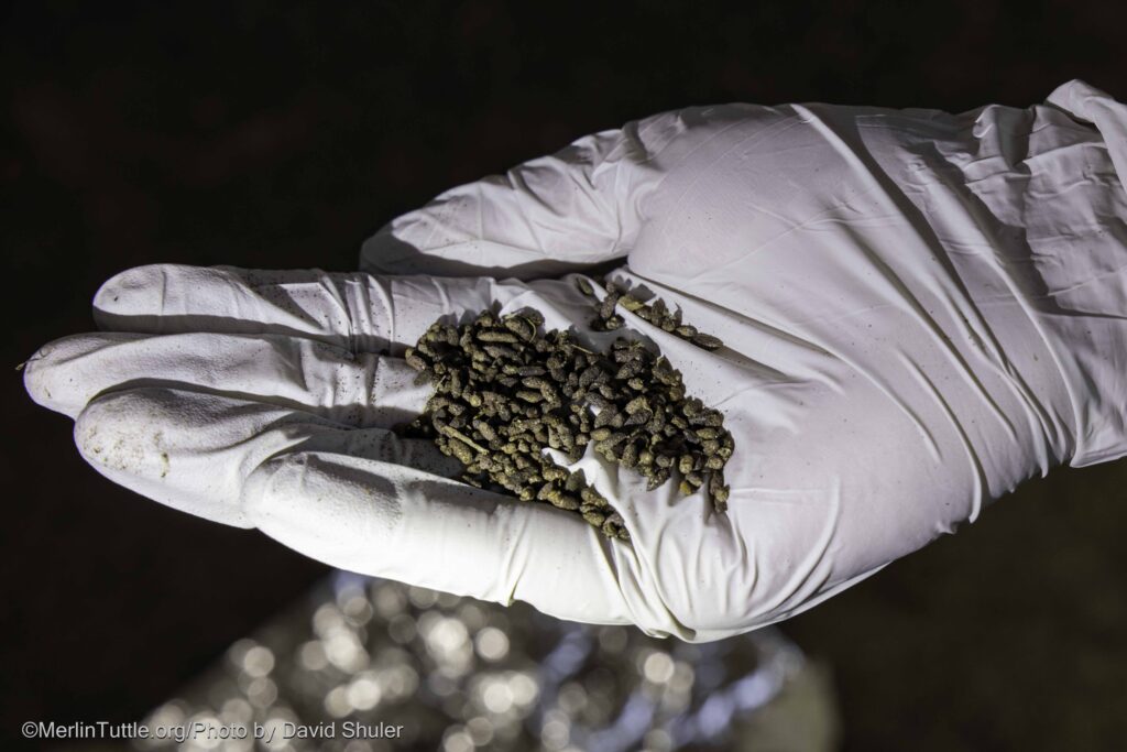 Congress Ave Bats Feed on a Diverse Buffet of Insects - Merlin Tuttle's ...