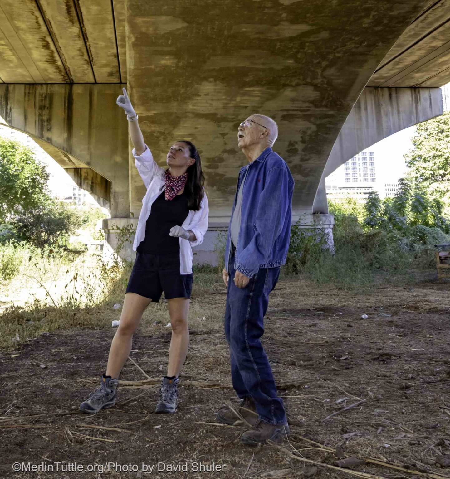 Congress Ave Bats Feed on a Diverse Buffet of Insects - Merlin Tuttle's ...