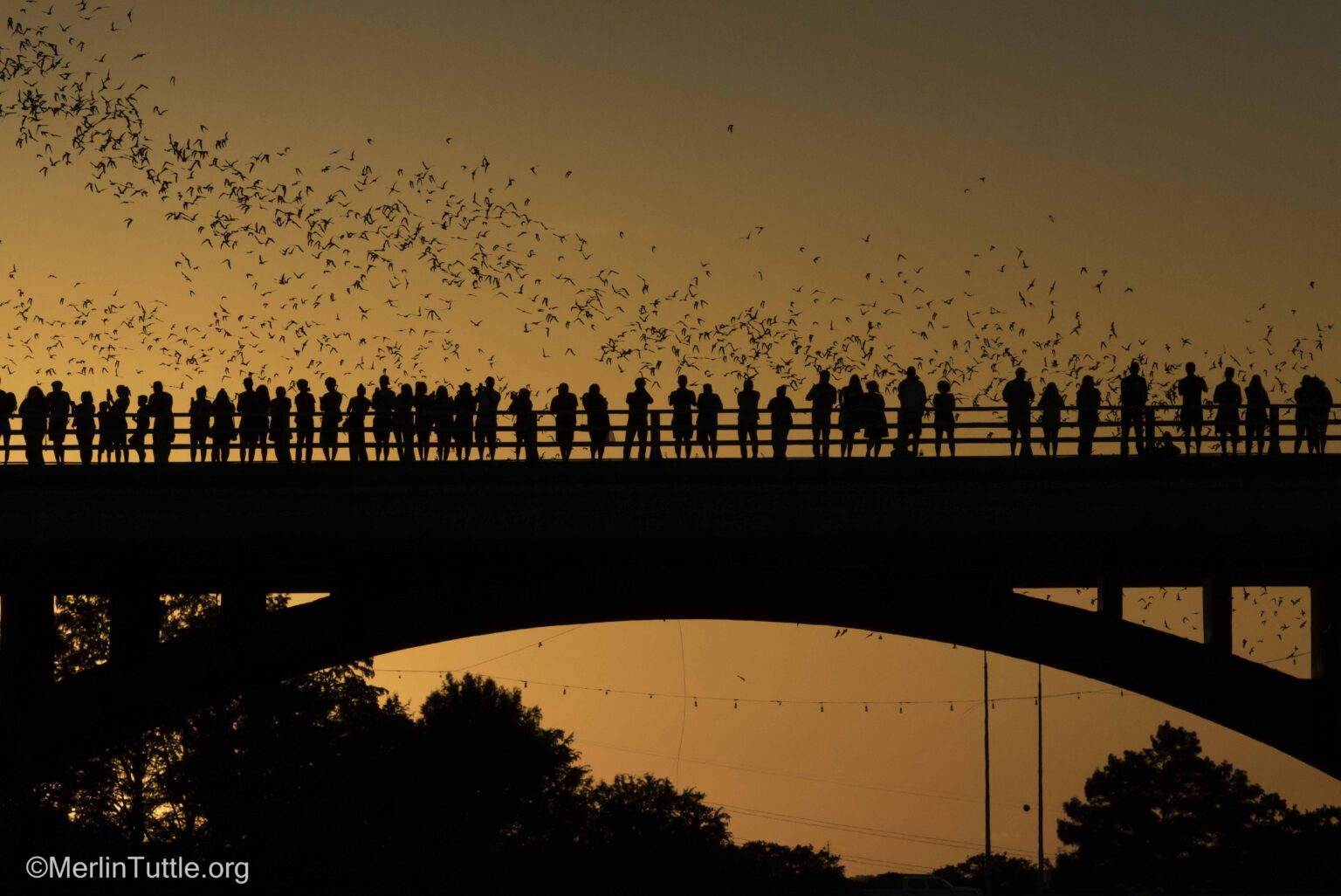 Congress Ave Bats Feed on a Diverse Buffet of Insects - Merlin Tuttle's ...