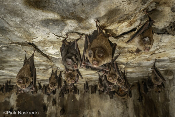 The Social Language of Bats - Merlin Tuttle's Bat Conservation