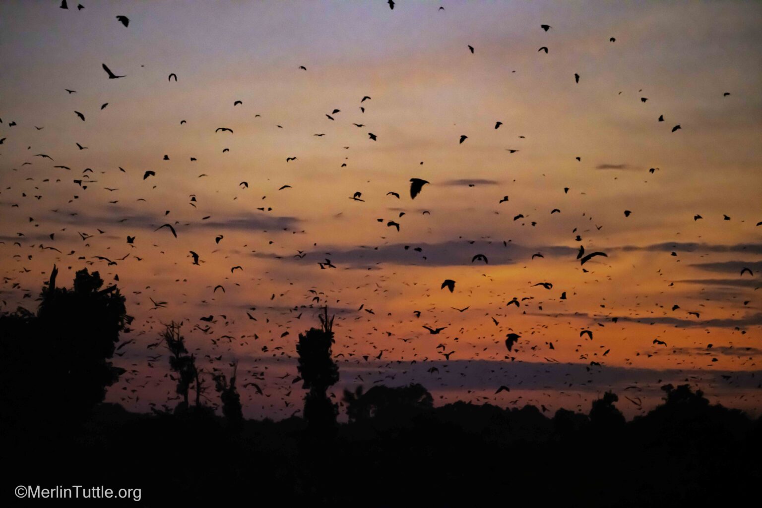 Discovering a Passion for Bats: Internships at Kasanka National Park ...