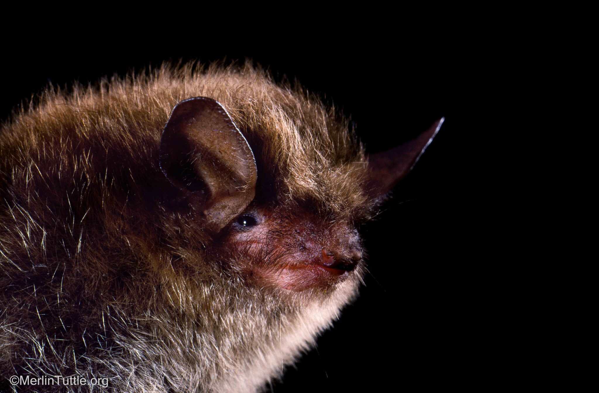 Why Don’t Bats Get Cancer? How bat research could transform human aging ...