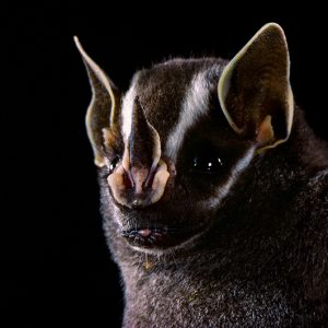 I Want To Help - Merlin Tuttle's Bat Conservation